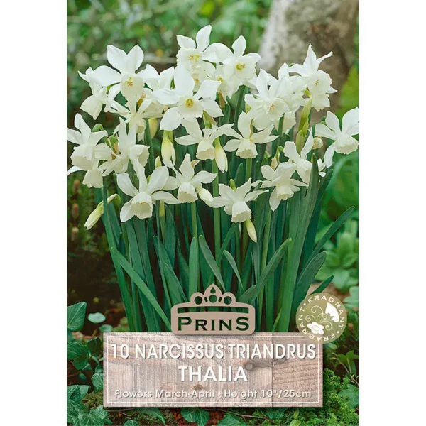 Narcissi Thalia – Lawrences Amble